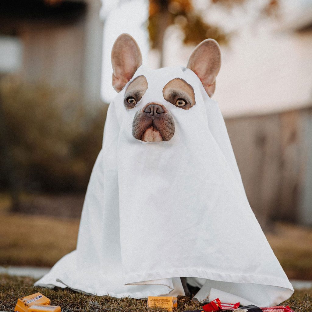 Why a Frenchie? - Flawless Frenchies